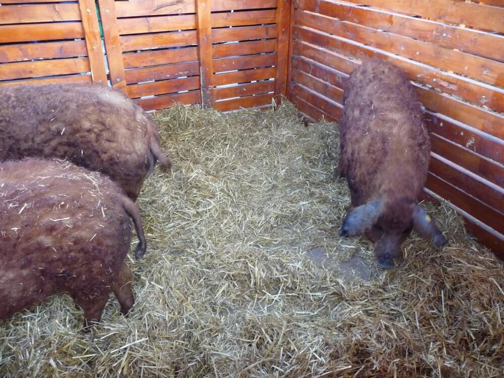 Mangalica (Wollschwein) – gibt es die eierlegende Wollmilchsau doch?