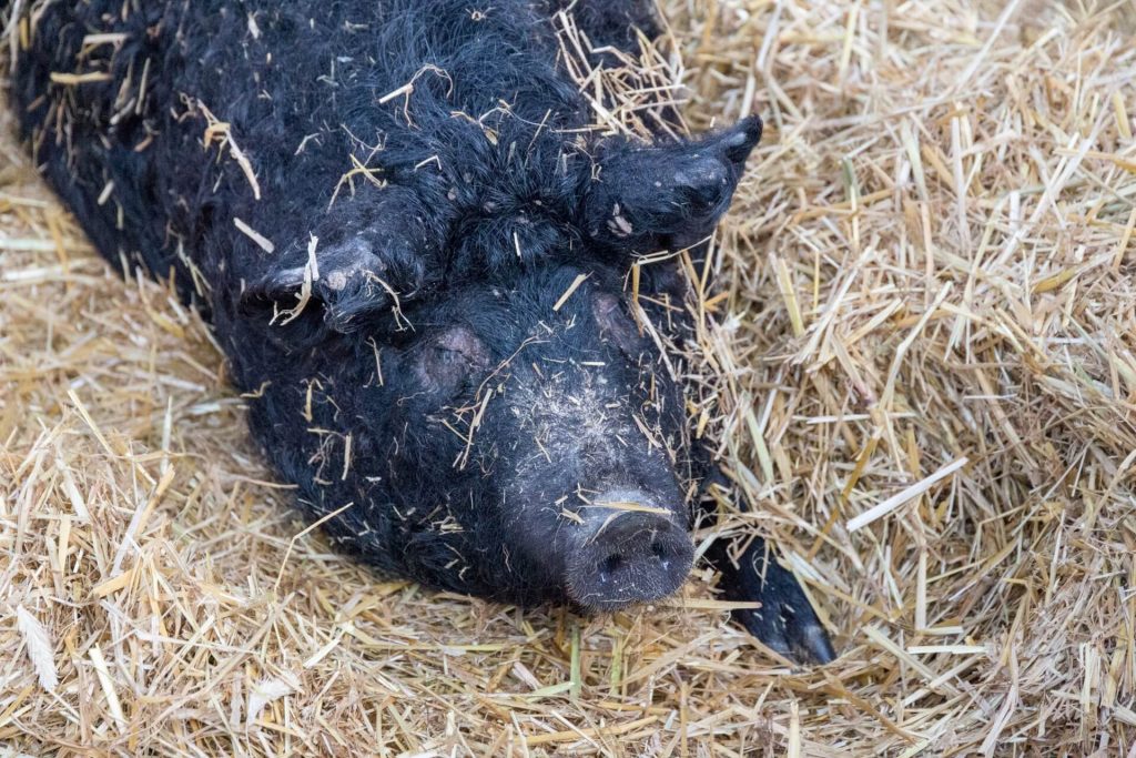 Mangalica (Wollschwein) – gibt es die eierlegende Wollmilchsau doch?