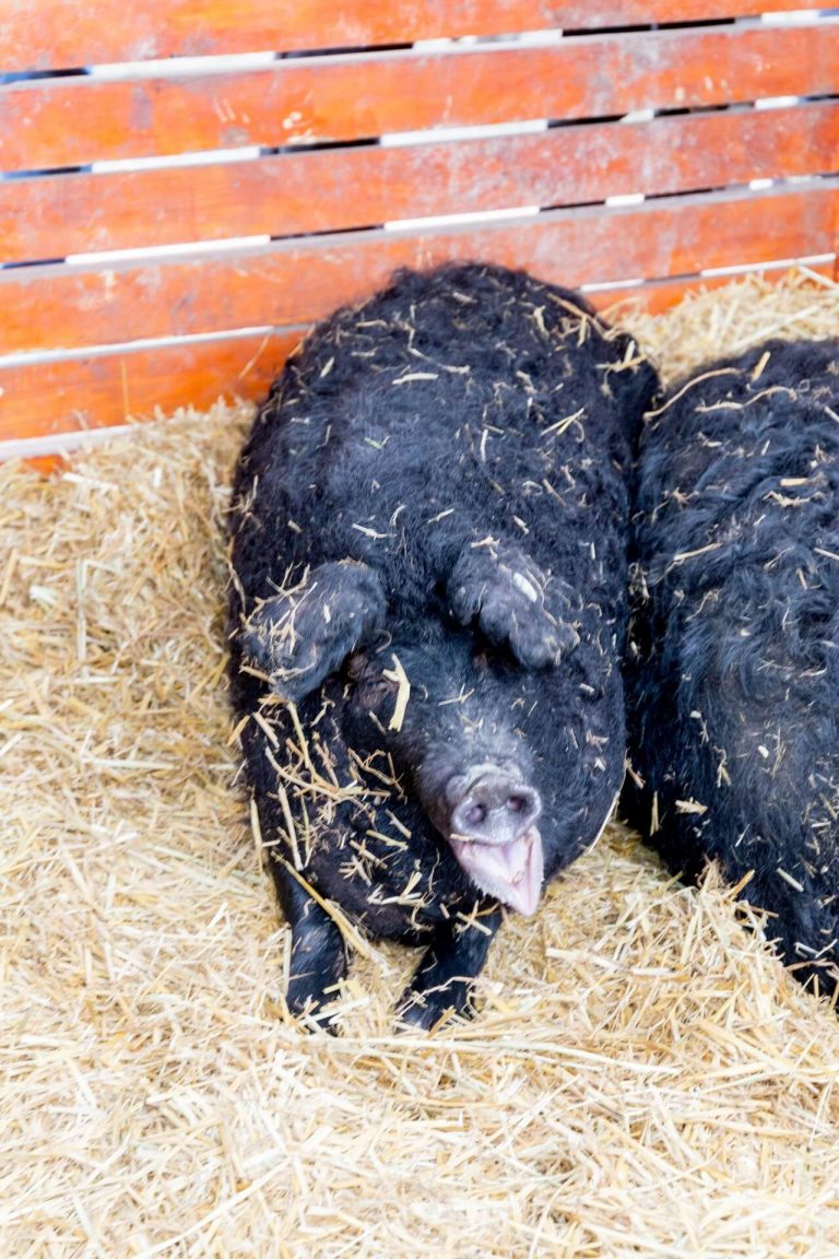 Mangalica (Wollschwein) – gibt es die eierlegende Wollmilchsau doch?