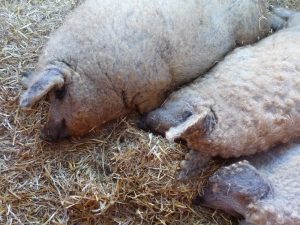 Mangalica (Wollschwein) – gibt es die eierlegende Wollmilchsau doch?
